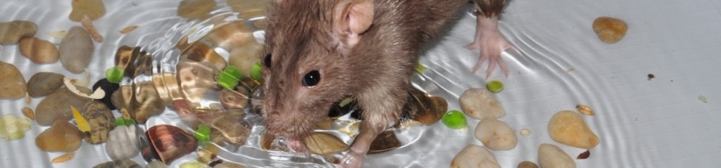 Fruit and vegetable list for rats - The Scuttling Gourmet