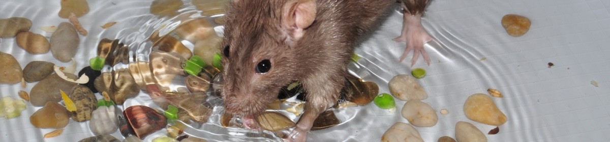 The Scuttling Gourmet - The centre of the rattie universe for food ...